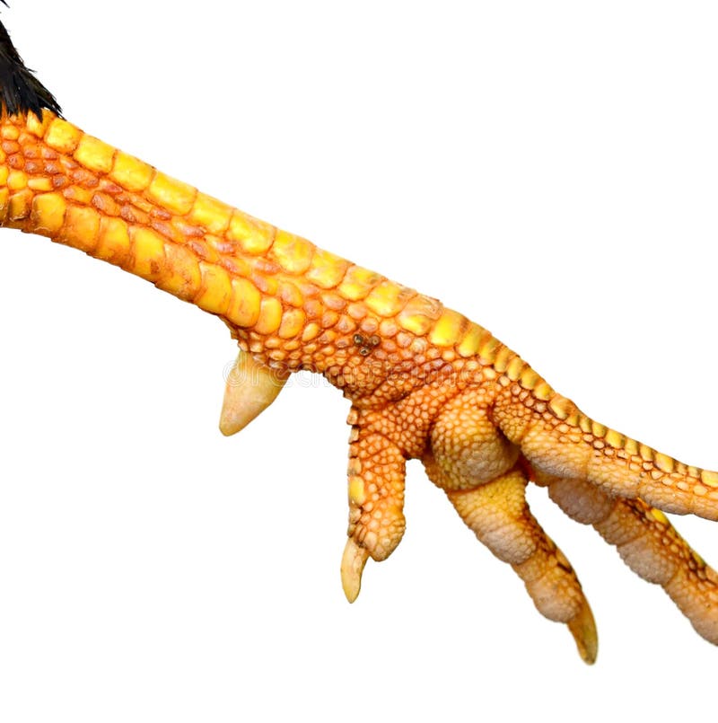 Step makes chicken foot. stock image. Image of feet - 204129147