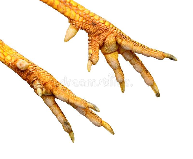 Step makes chicken foot. stock image. Image of white - 204129151