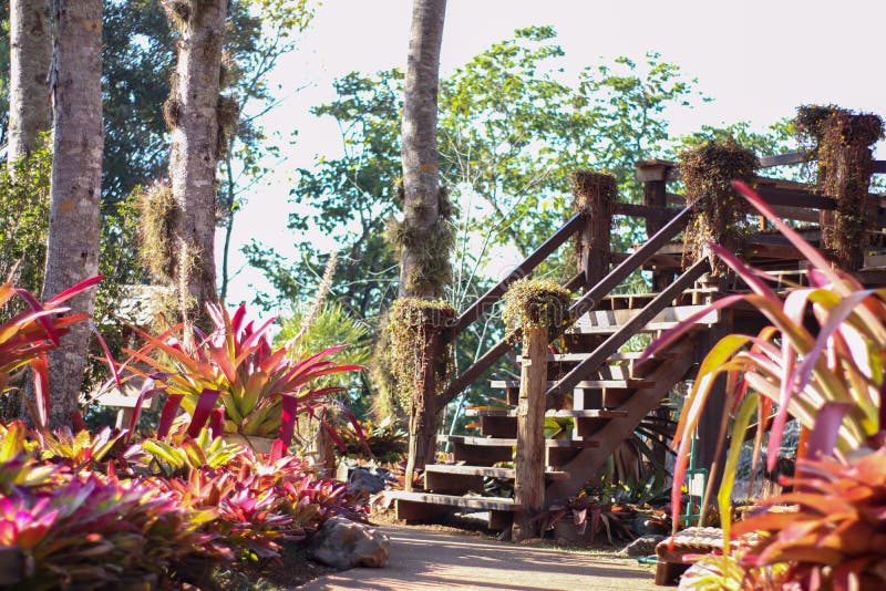 Step to the nature stock image. Image of flower, step - 204831975