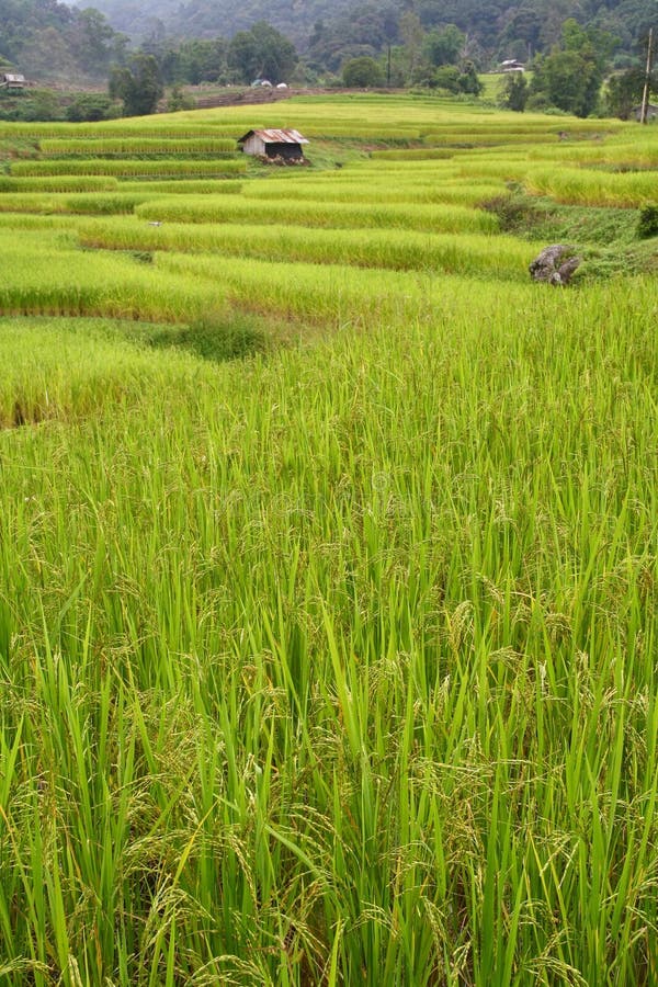 Step paddy field, Thailand stock image. Image of mist - 35301705