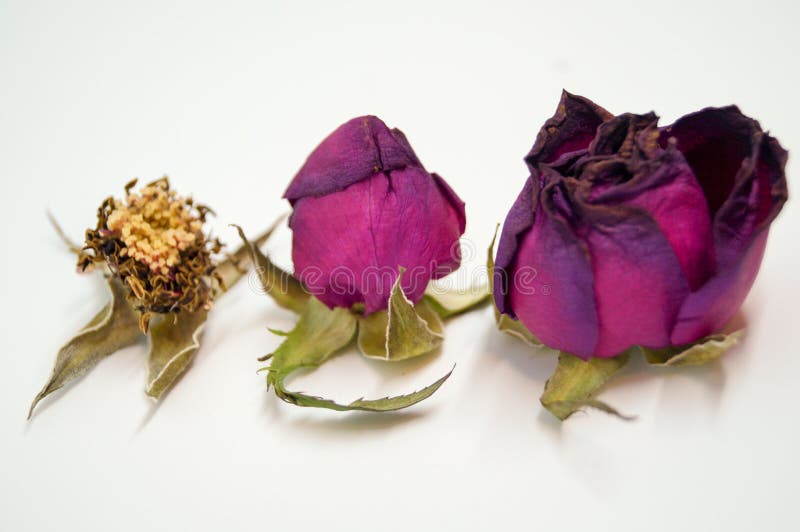 Step of pink roses wilted. stock photo. Image of rose - 124040312