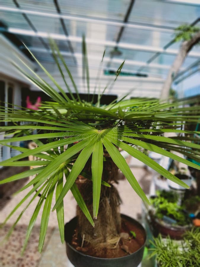 Step Plant, Has a Coir that Covers the Tree, the Texture of the Leaves ...