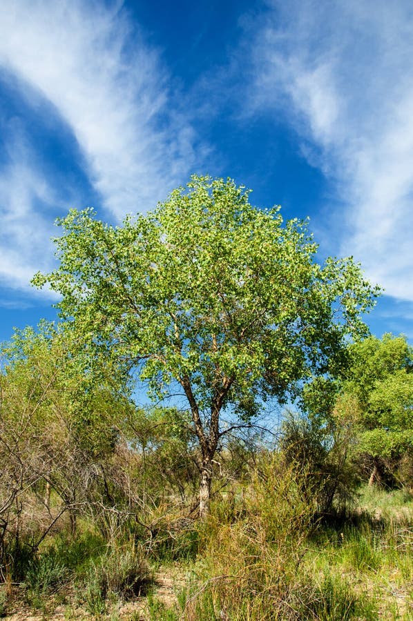 Step, Preria, Trawiasty Teren, Veldt Zdjęcie Stock - Obraz złożonej z ...