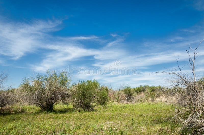 Step, Preria, Trawiasty Teren, Veldt Obraz Stock - Obraz złożonej z ...