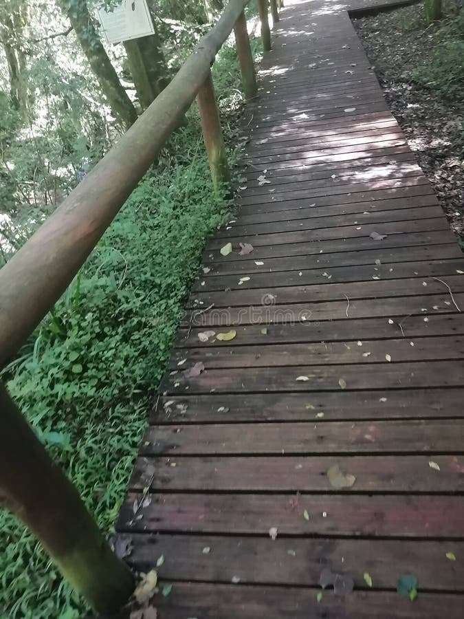 Walking into the Forest stock photo. Image of peaceful - 217420674