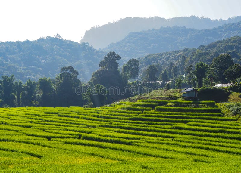 Green Step Farming And Rice Cultivation In Rural H Stock Image - Image ...