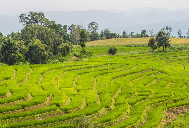 Step Rice stock image. Image of land, blue, pattern, food - 38058927