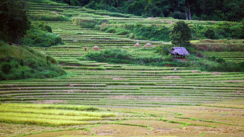 Step on rice farm stock image. Image of kengtung, nature - 61226791