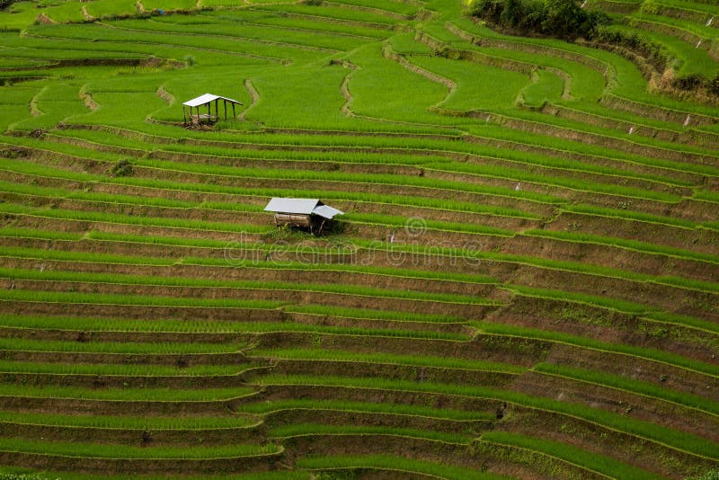 Step Rice Farming Plantation Stock Photo - Image of cultivation, plant ...