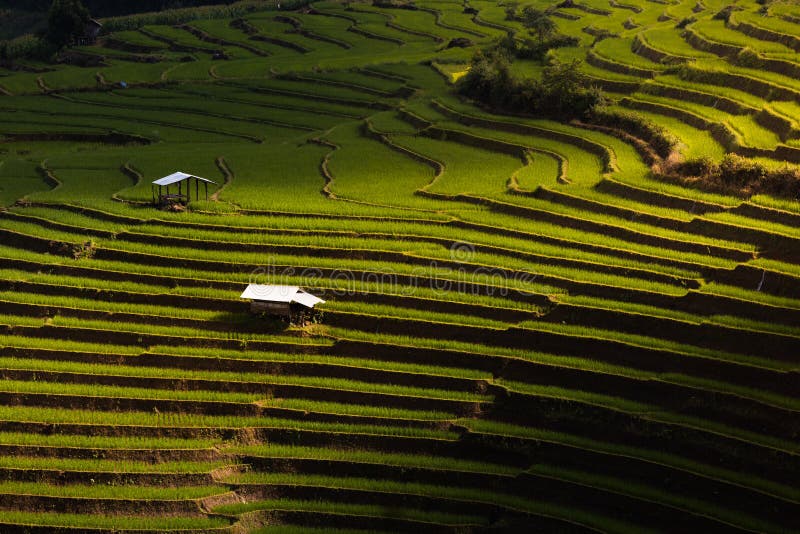 Step Rice Farming Plantation Stock Image - Image of outdoor, bongpiang ...