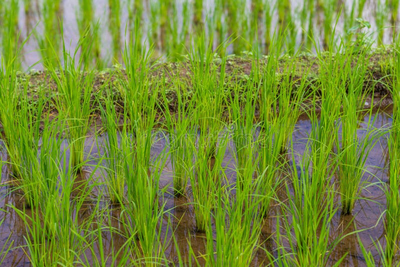 Step Rice Farming Plantation Stock Photo - Image of steps, farm: 63116436