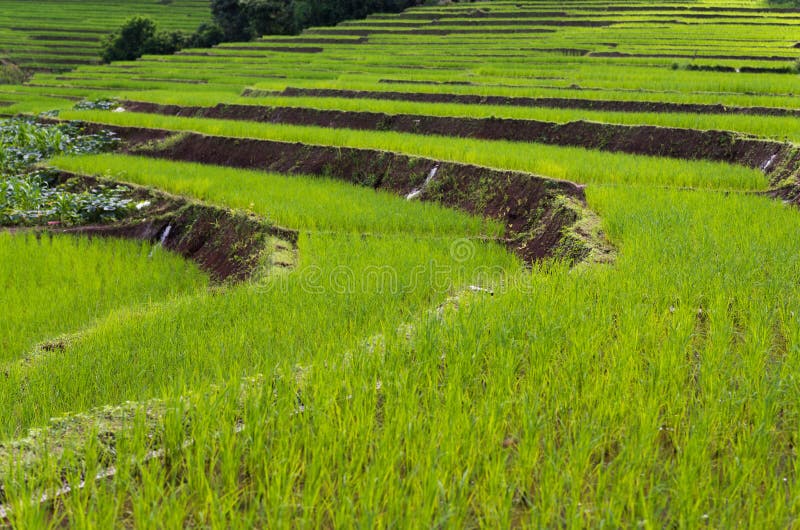 Step Farming Stock Photos - Download 1,591 Royalty Free Photos