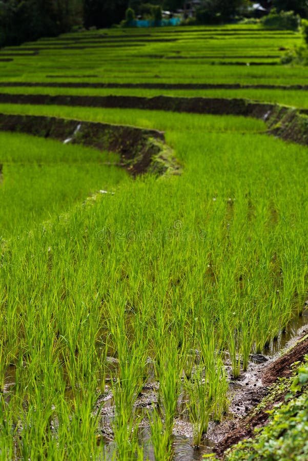 Step Rice Farming Plantation Stock Image - Image of outdoor, bongpiang ...