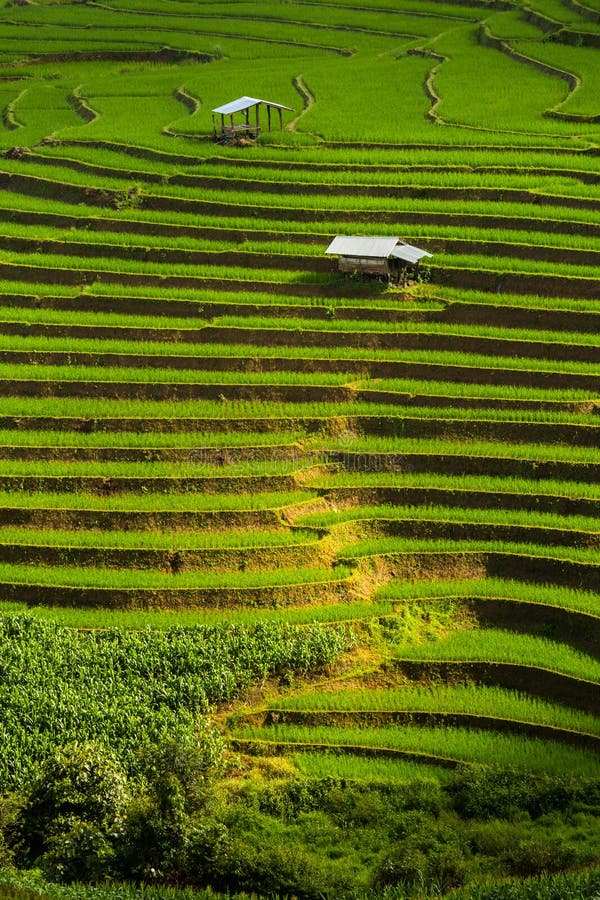 Step Rice Farming Plantation Agriculture Stock Photo - Image of ...