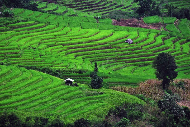 Step Farming in the Uttaranchal Himalayas India Stock Image - Image of ...