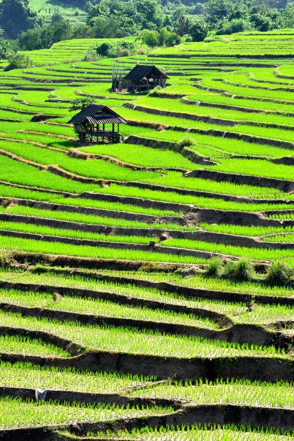 Step Rice Field stock photo. Image of food, travel, rural - 21506914