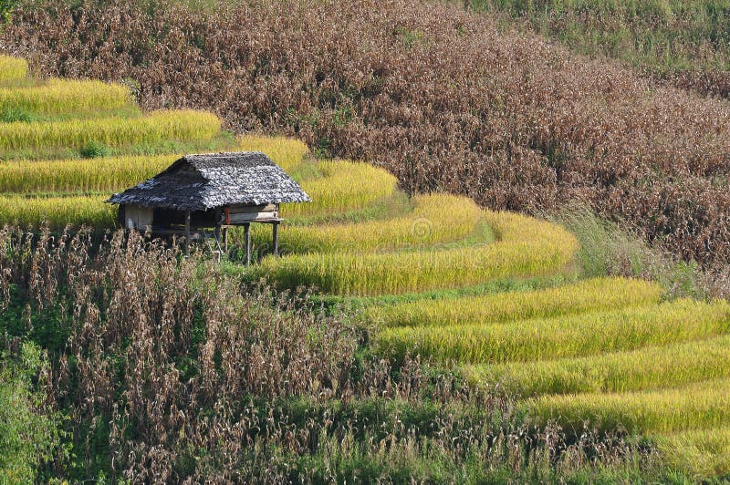 Step Rice Field on the Hill Stock Image - Image of thailand, corn: 25114015