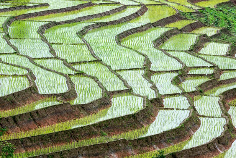 The step rice field stock photo. Image of traditional - 57685740