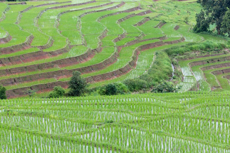 The Step Rice Field at Pa Bong Piang Stock Photo - Image of piang ...