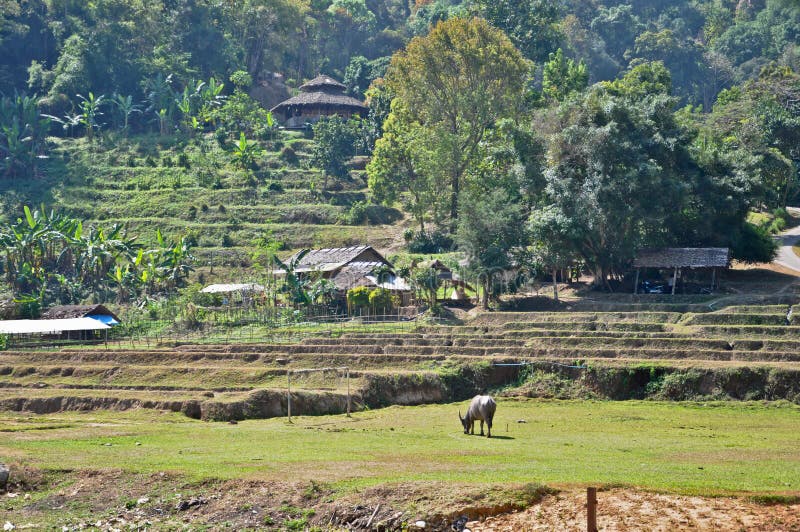 Step Rice Farming Plantation Stock Image - Image of outdoor, bongpiang ...