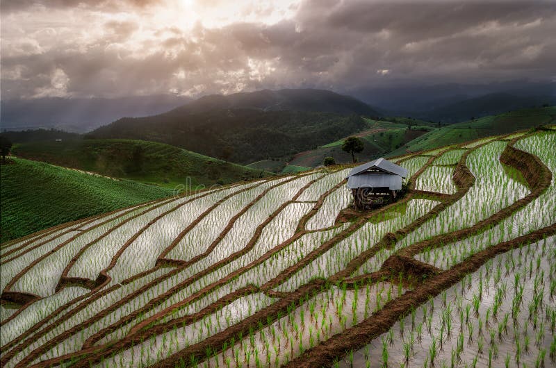 Step Rice Fields at Mae Klang Luang , Chiangmai , Thailand Stock Image ...