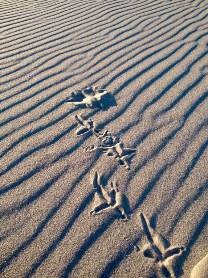 Imprint Sand Stock Images - Download 6,845 Royalty Free Photos