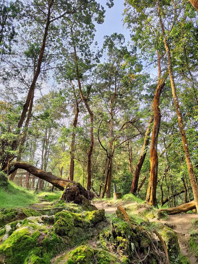 Step into the Silence of the Forest: a Soul-Refreshing View of Tall ...