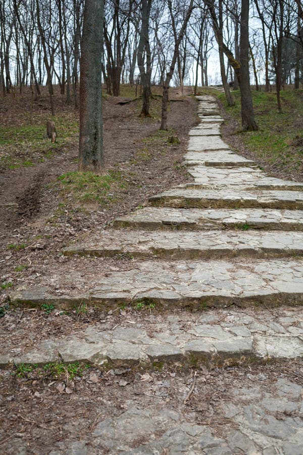 Step Way in the Park. Lots of Bare Trees Stock Image - Image of light ...