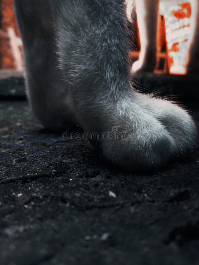 Step on Your Ground Cat stock image. Image of catpaws - 237593091