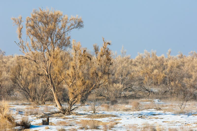 Step zima Haloxylon zdjęcie stock. Obraz złożonej z preria - 121115996