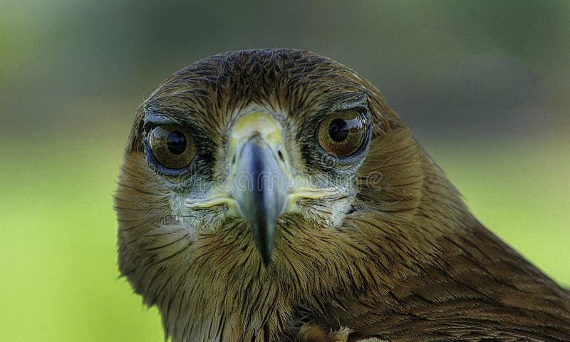 Stepee eagle in jungle stock photo. Image of searching - 178908532