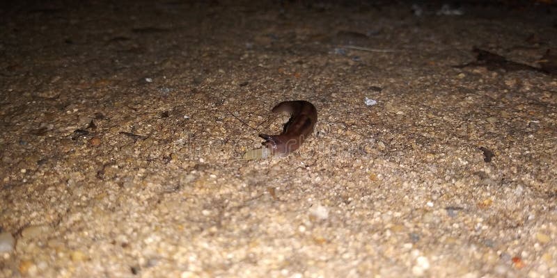 The slug stock image. Image of slimes, care, insect - 197272675