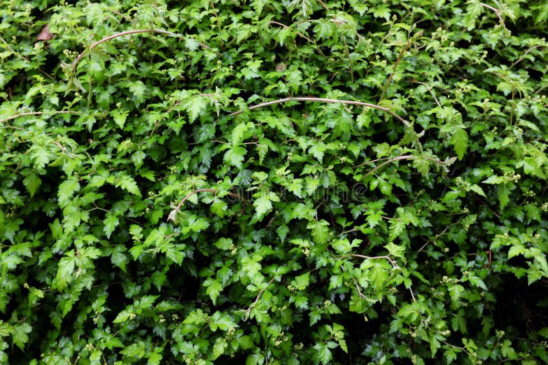 Cutleaf Stefanandra, Lace Shrub in the Summer Stock Photo - Image of ...