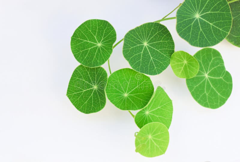 Stephania Erecta Plant with Green Leaves Circle Shape on White Stock ...