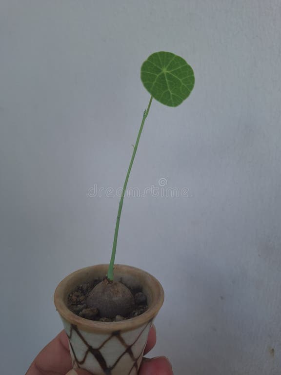 Mini Stephania Erecta in Pot on Hand Stock Image - Image of food, green ...