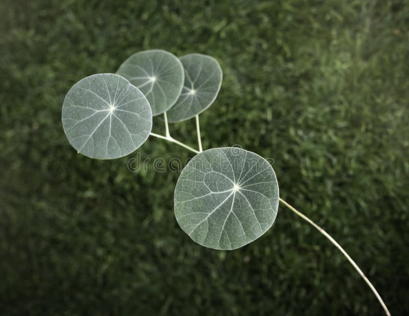 Stephania Erecta Plant,with Green Circle Leaf Stock Image - Image of ...