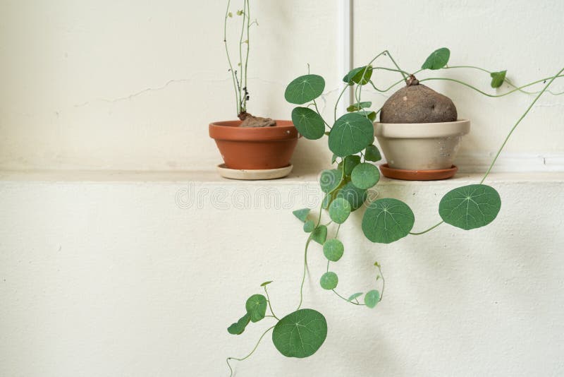 Stephania Pierrei Diels in a Dark Brown Ceramic Pot at the Backyard ...