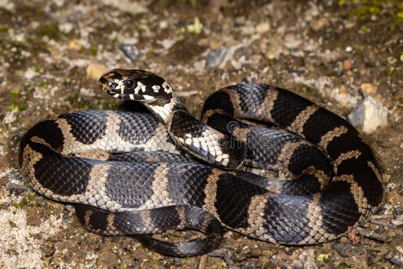 Stephens Banded Snake stock photo. Image of stephensii - 212751792