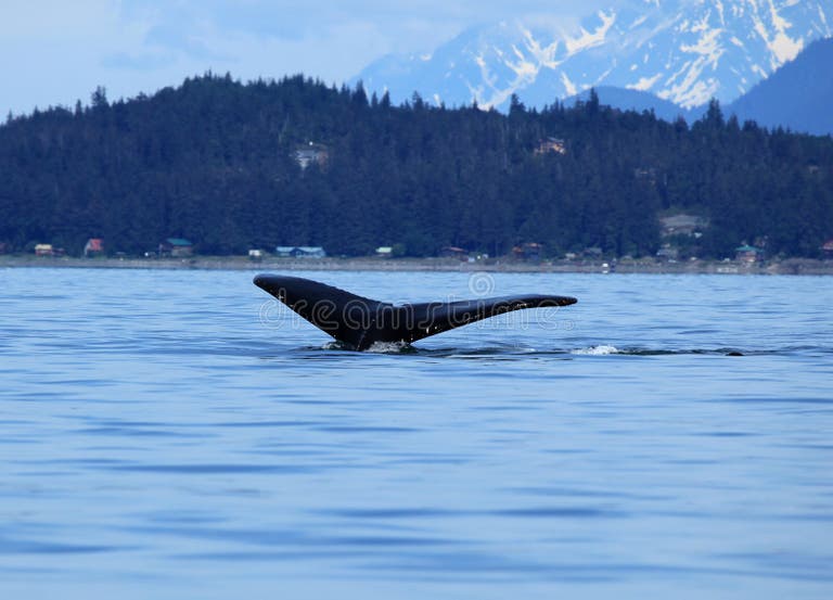 Stephens Passage Whale Watching Stock Photo - Image of tail, mountains ...