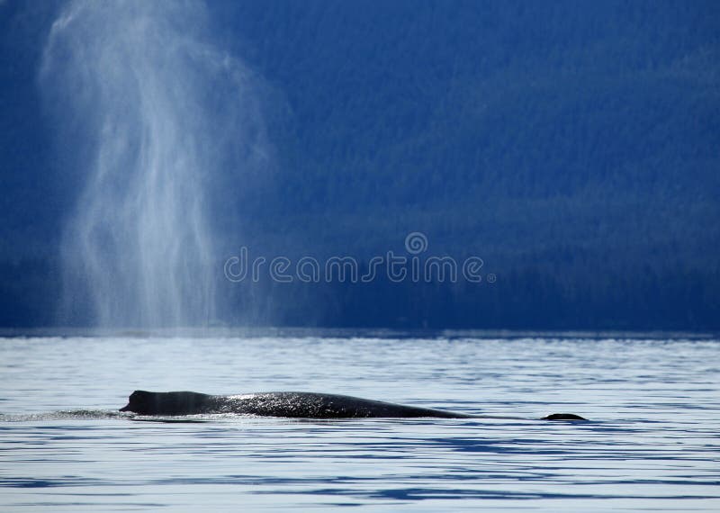 Stephens Passage Whale Watching Stock Photo - Image of cloud, cloudy ...