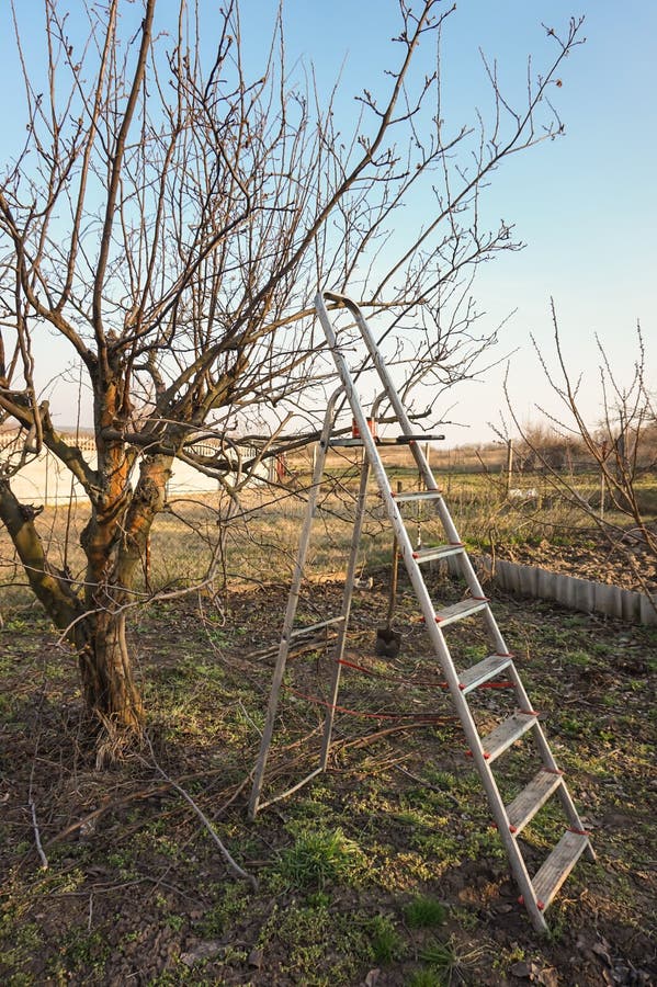 A Stepladder Stands in a Garden Near a Tree. Garden Work. Stock Photo ...