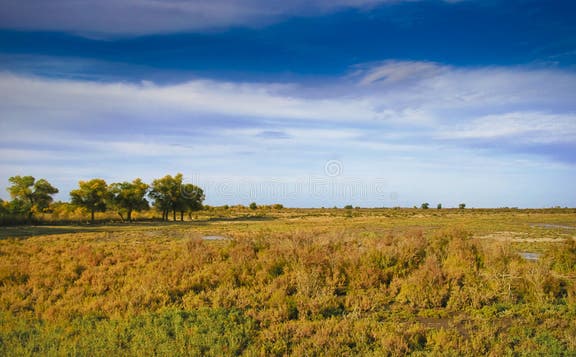 Steppa fotografia stock. Immagine di comprensività, cespuglio - 7883952