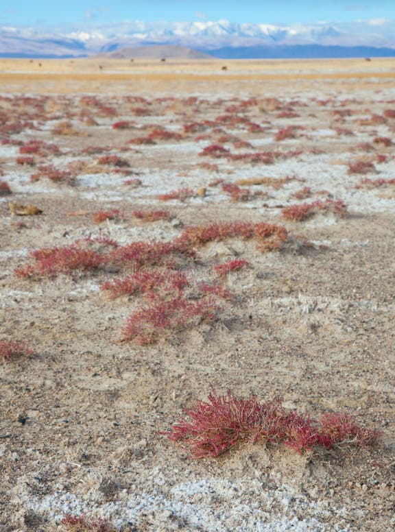 Steppa del Chu immagine stock. Immagine di siberia, altai - 27230501