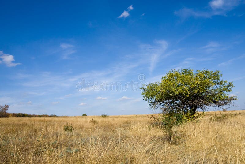 Steppa di autunno immagine stock. Immagine di cielo, olmo - 28200179