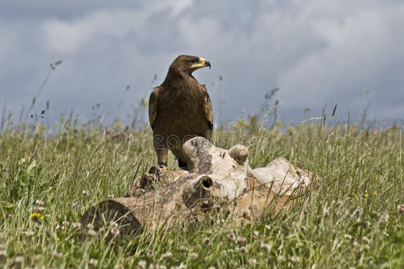 Steppa Eagle immagine stock. Immagine di campi, steppe - 29230987