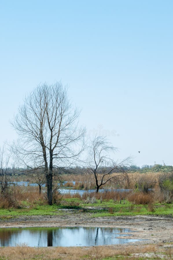 Steppa, Prateria, Prateria Sudafricana, Veld Fotografia Stock ...