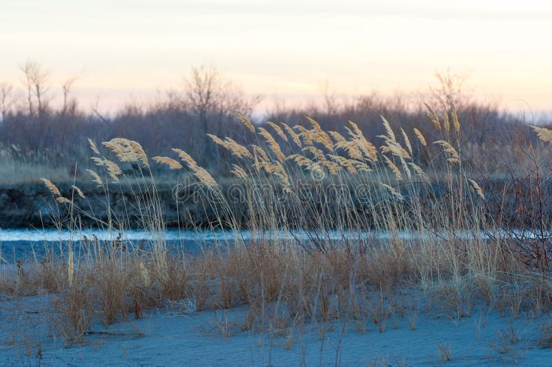 Steppe stockbild. Bild von ulme, verblassen, hochland - 121120701