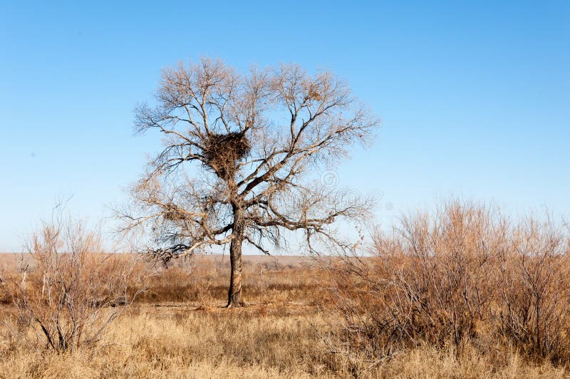 Steppe stockfoto. Bild von busch, grasland, spur, pfad - 122255780