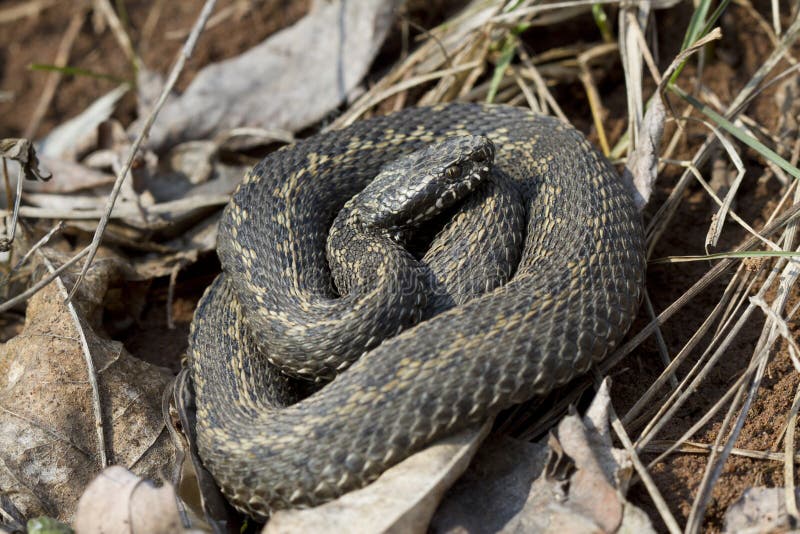 Steppe adder-1. stock photo. Image of bite, food, swallow - 24084688