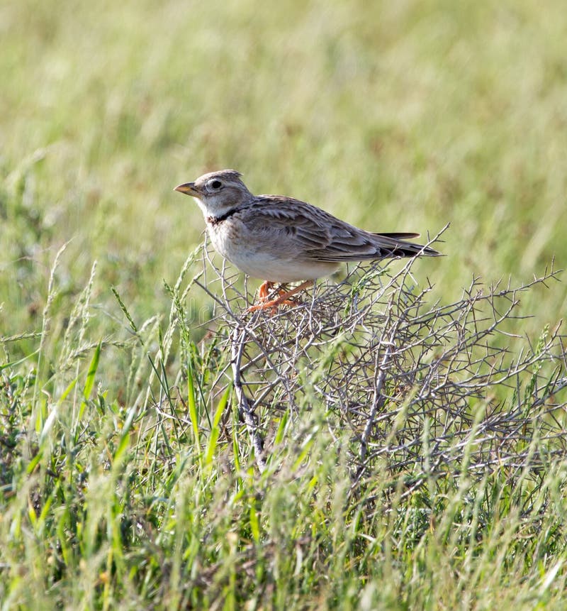 Steppe birds in nature stock image. Image of nail, forest - 108054407